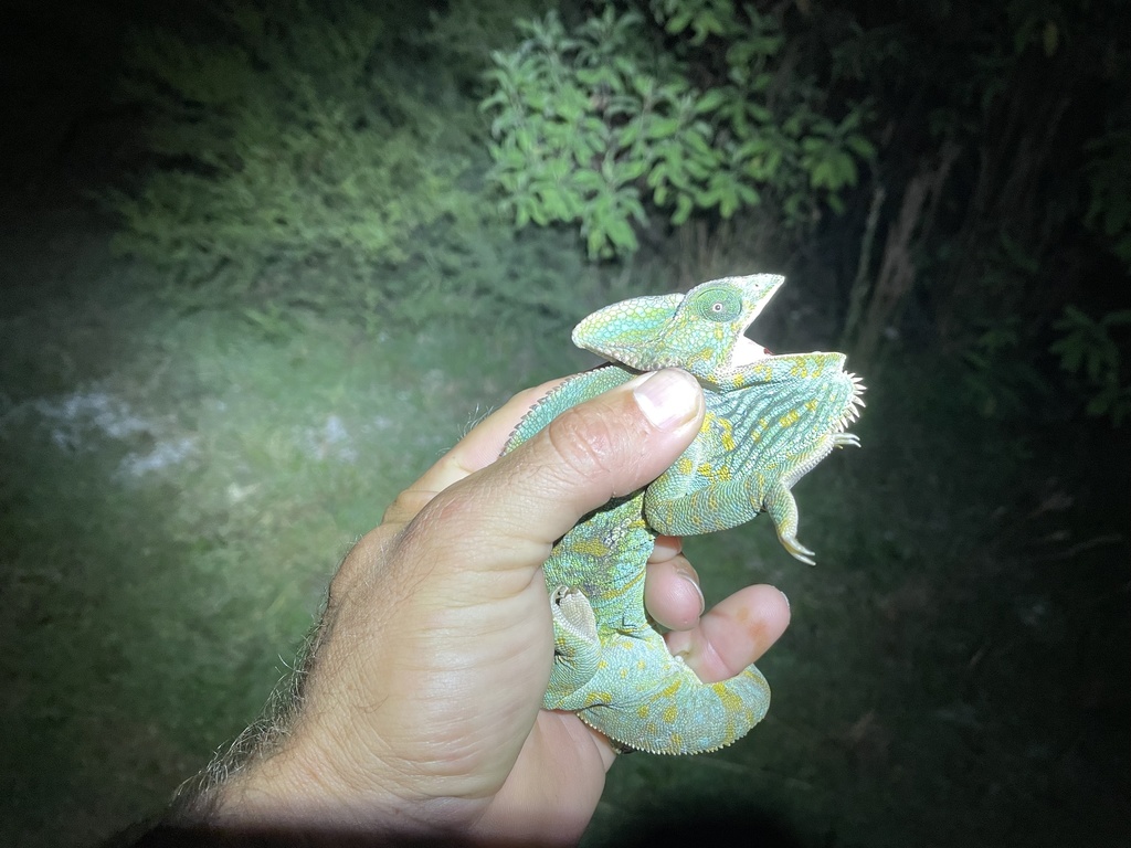 Veiled Chameleon from Big Pine Key, Big Pine Key, FL, US on October 2 ...