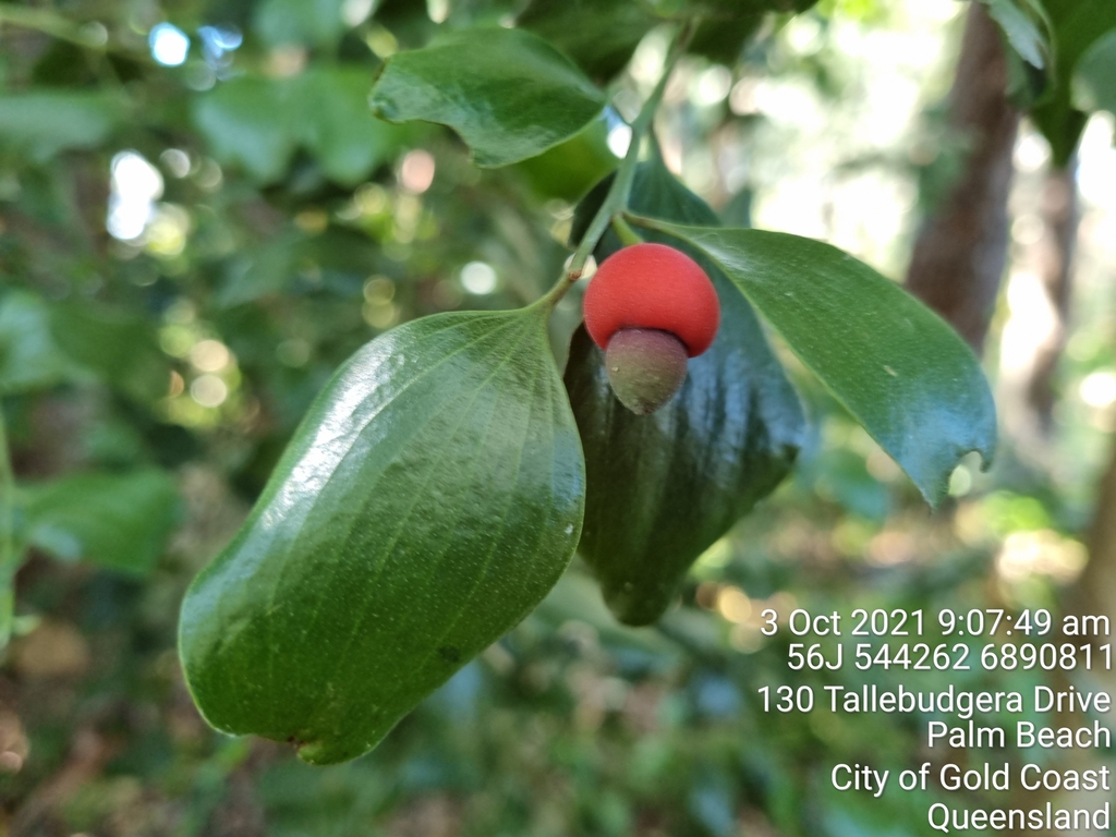 Broad Leaved Native Cherry from Palm Beach QLD 4221, Australia on ...
