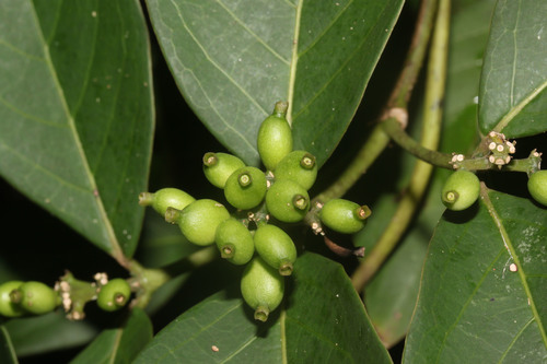 Coussarea hydrangeifolia · iNaturalist