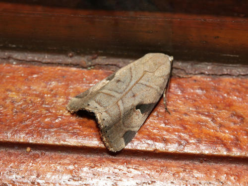 Oglasa arcuata · iNaturalist
