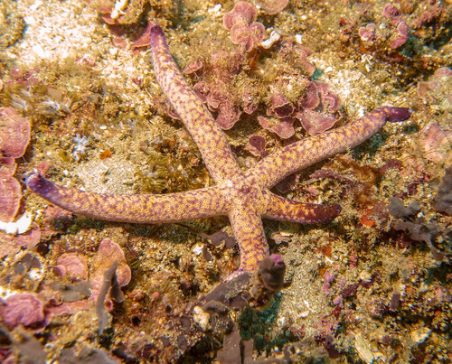 Multipore Sea Star (Linckia multiflora) · iNaturalist