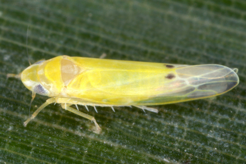 Trifida bilobata · iNaturalist