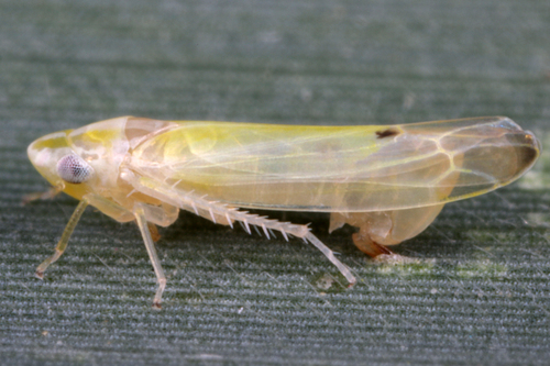 Genus Trifida · iNaturalist