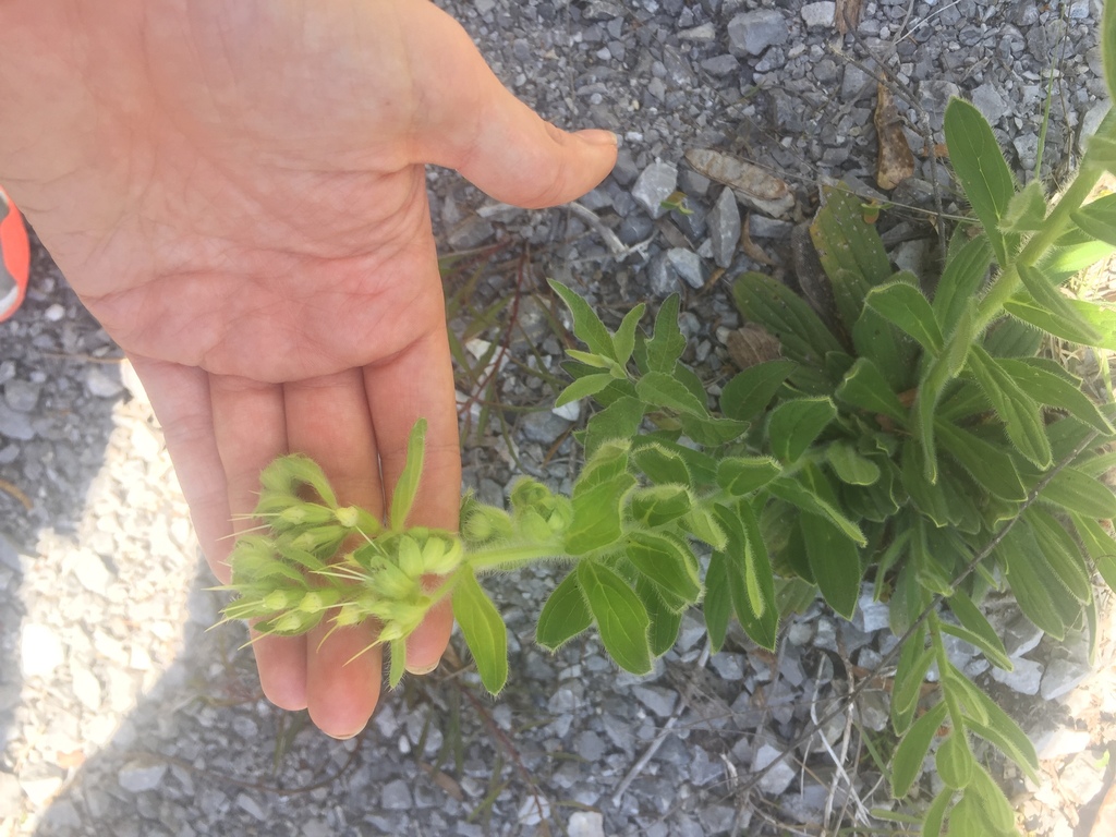 deceptive marbleseed from West Blocton, AL 35184, West Blocton, AL, US ...