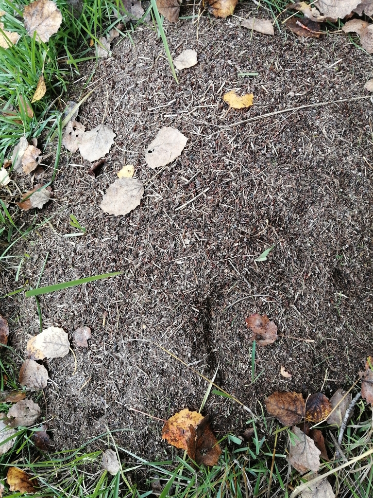 Wood, Mound, and Field Ants from Antropovskiy rayon, RU-KT, RU on ...