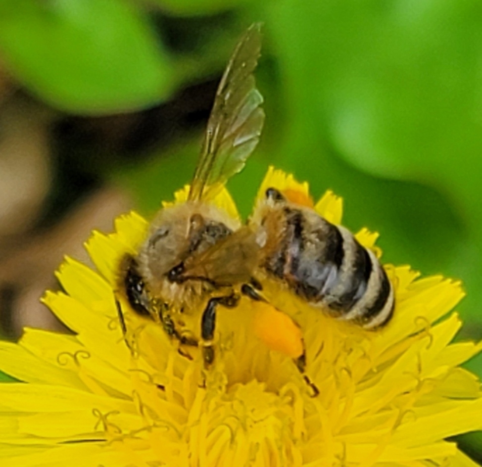 Western Honey Bee from Wayne, IL on October 3, 2021 at 12:17 PM by ...
