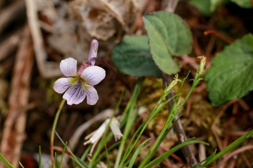 Variedad Viola variegata nipponica · iNaturalist Mexico