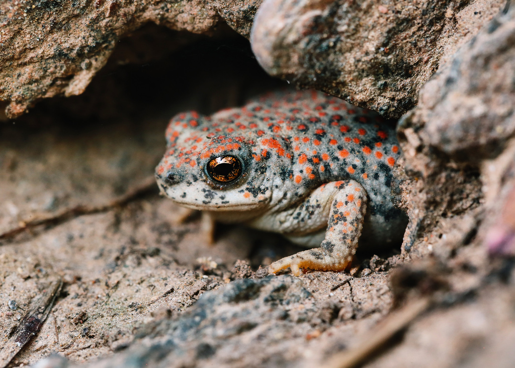 Red-spotted Toad from Cave Creek, AZ, US on August 31, 2021 at 03:34 PM ...