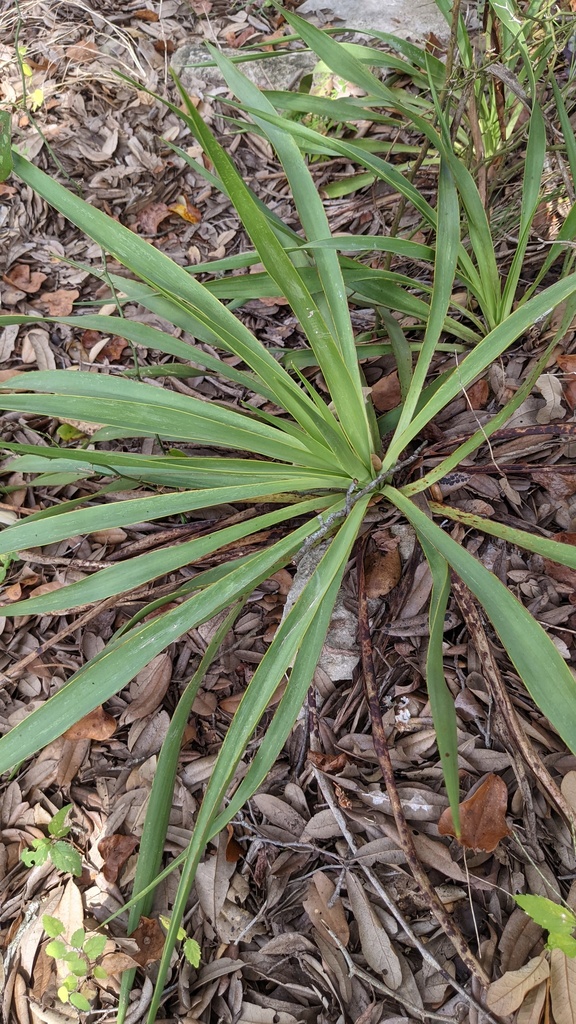 Twisted-leaf Yucca from Williamson Co, TX, USA on October 3, 2021 at 01 ...