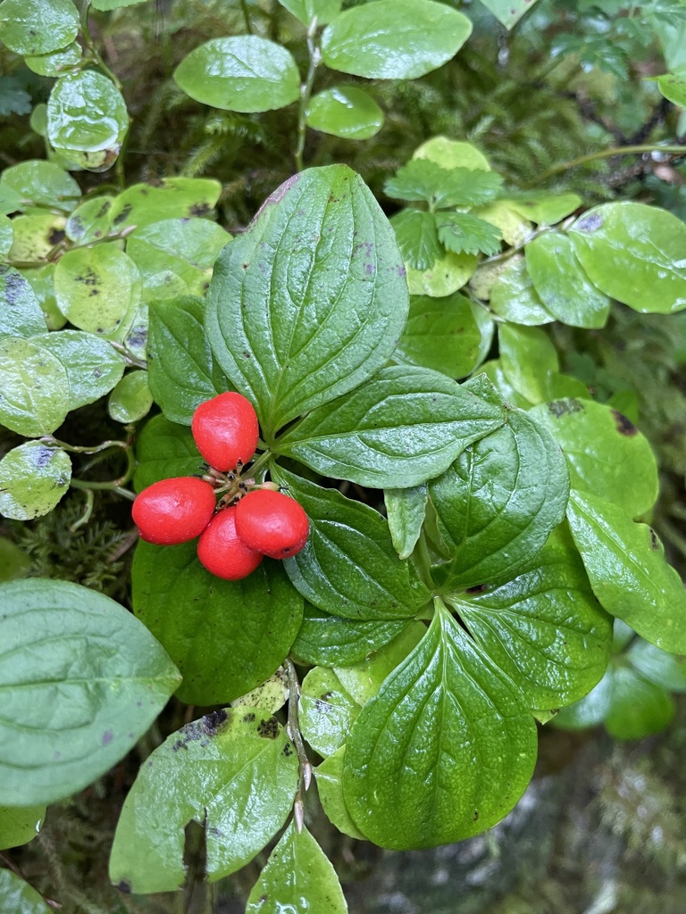 Western Bunchberry from Juneau, AK, US on October 02, 2021 at 02:22 PM ...