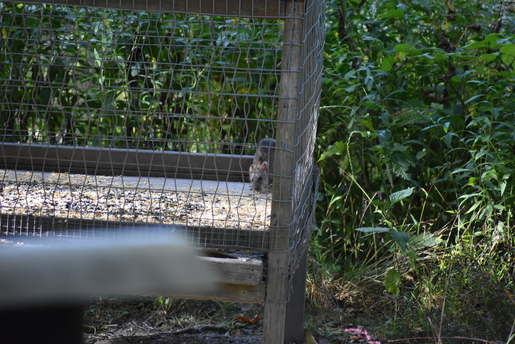 Brown Rat from Bucks County, PA, USA on October 2, 2021 at 04:00 PM by ...