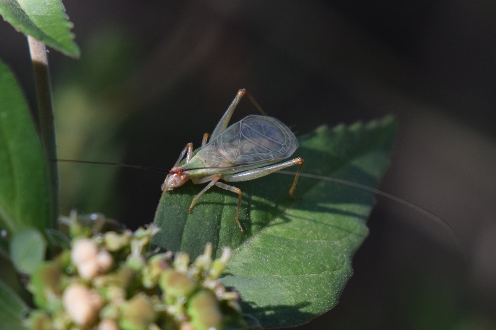Common Tree Crickets from Dunbar-Manhattan Heights, Lubbock, TX, USA on ...