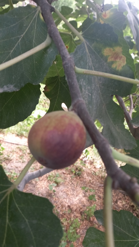 Figs from Cd Lerdo, Dgo., México on August 28, 2021 at 03:39 PM by Big ...