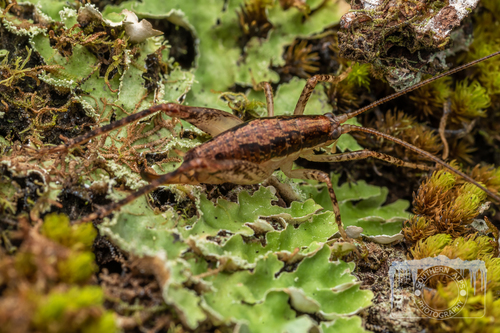 Subspecies Praecantrix silvatica silvatica · iNaturalist