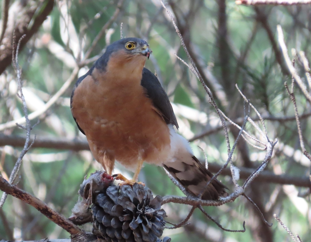 Vinous Breasted Sparrowhawk