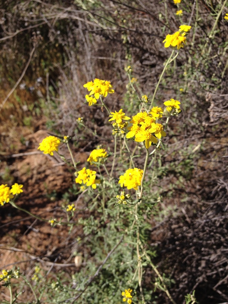 Golden Yarrow from Vista, CA, USA on April 22, 2018 by kmerrill ...
