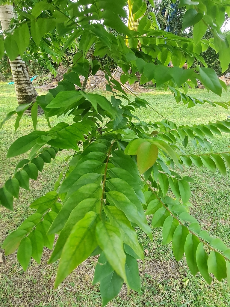Tahitian gooseberry tree from San Antonio, Palmira, Valle del Cauca ...
