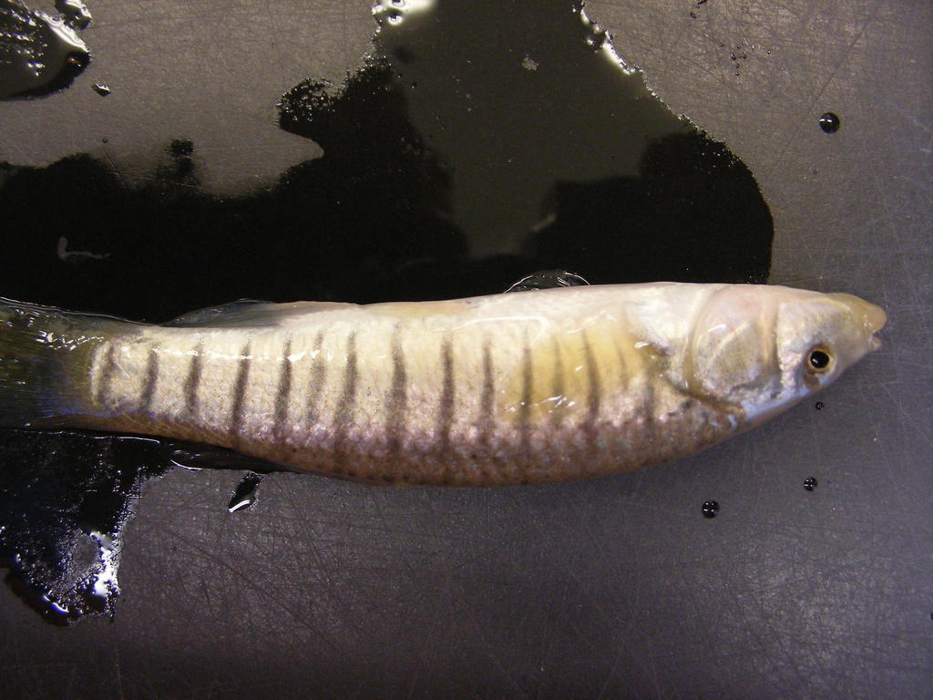 Striped Killifish from Rutgers University Marine Field Station ...