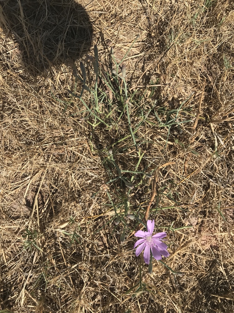 Texas Skeleton Plant from Bay Oaks Dr, Odessa, TX, US on October 4 ...