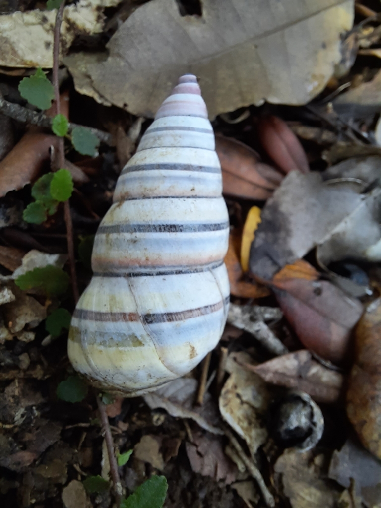 Candy Cane Snail In September 2021 By Laura Rosario INaturalist candy-cane-snail-in-september-2021-by-laura-rosario-inaturalist