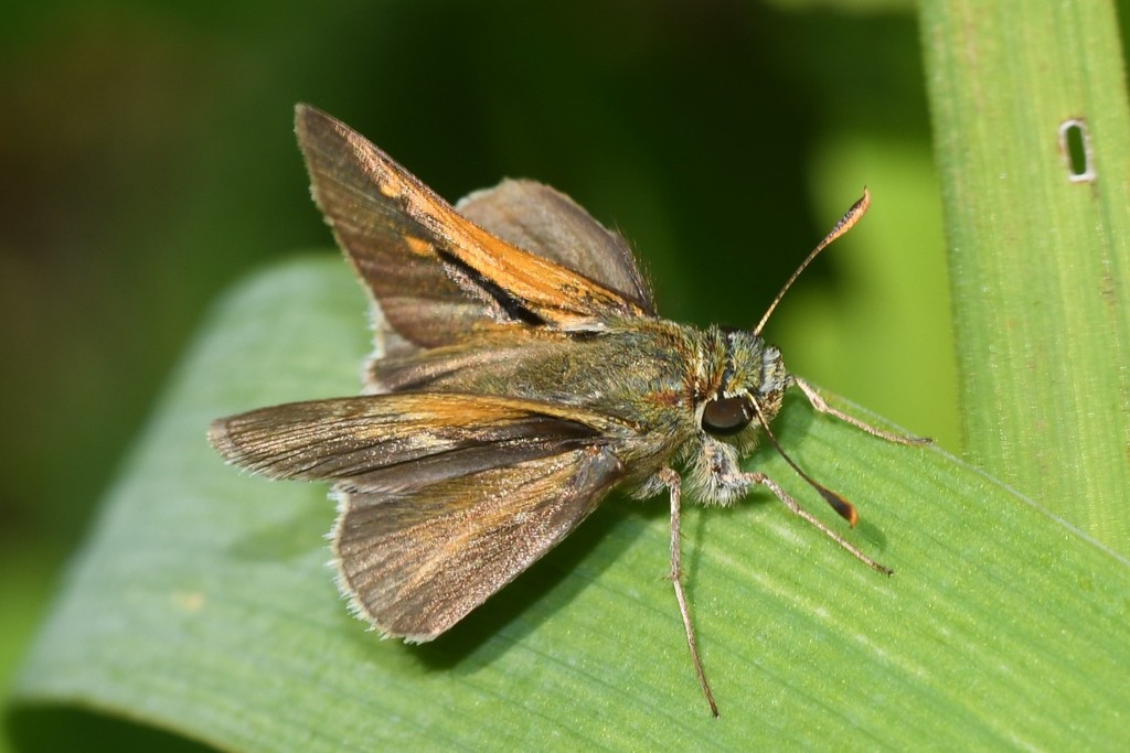 Tawny-edged Skipper from Wildcat Mountain, Coös County, NH on July 07 ...