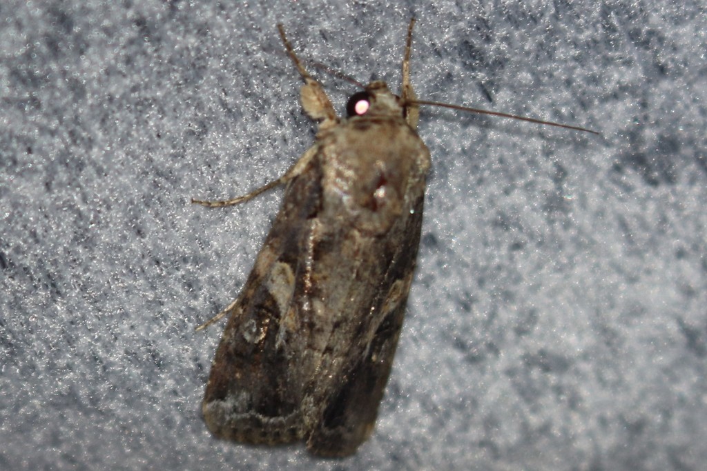 Fall Armyworm Moth from Sault Ste. Marie, ON, Canada on October 04 ...