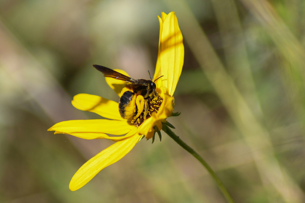 Bees from Neches River National Wildlife Refuge, Cherokee, Texas ...