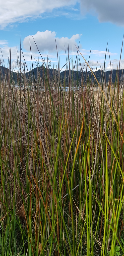 Jointed twig rush from Lake Ōkareka, Rotorua 3076, New Zealand on ...