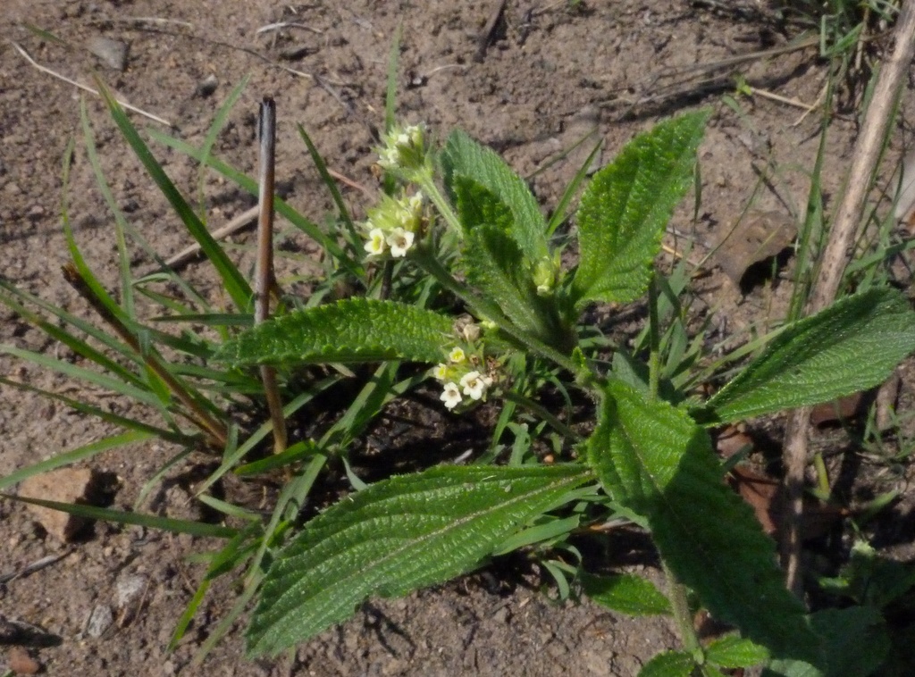 Fever Tea from White River, 1240, South Africa on October 07, 2011 at ...