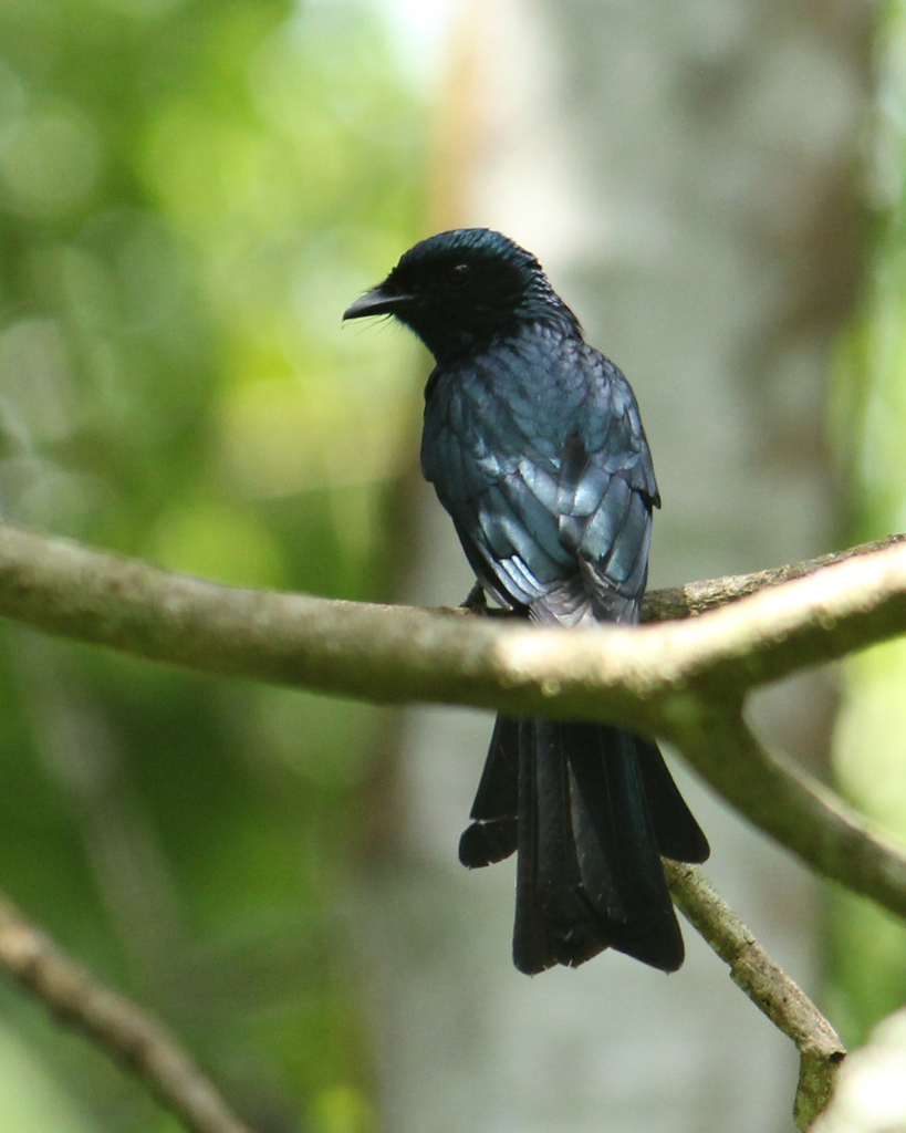 Bronzed Drongo from Edavetty Forest, Thodupuzha, Kerala, India on ...
