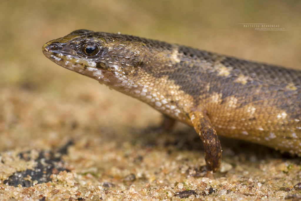 Mimic Earless Skink from Cavally, CI-MN, CI on September 14, 2021 at 03 ...