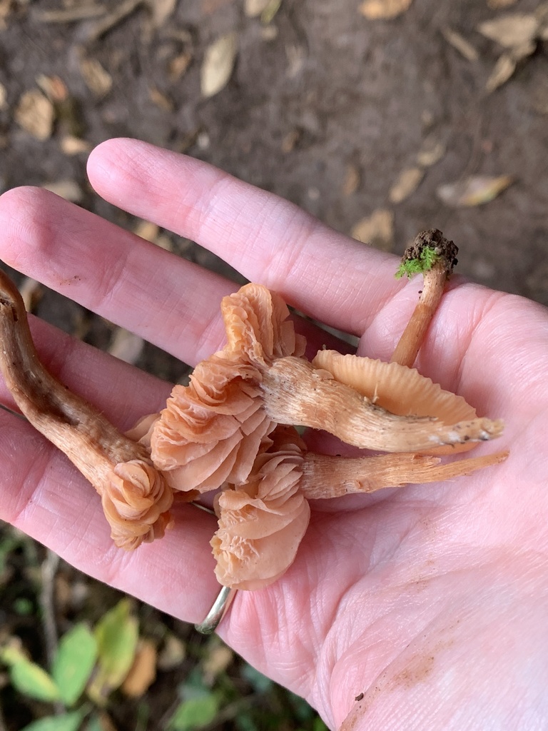 deceiver from Marion County, US-OR, US on October 04, 2021 at 02:39 PM ...