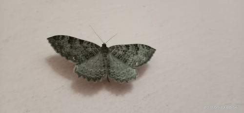 Triphosa dubiosata · iNaturalist