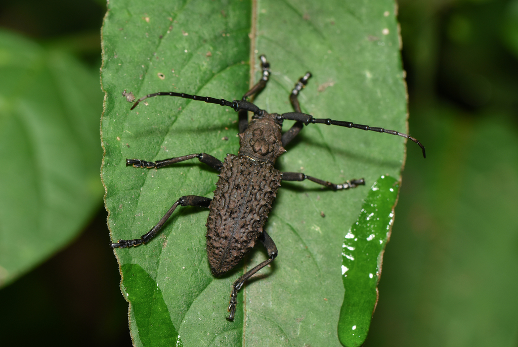Aethalodes verrucosus formosanus in September 2021 by ph_hsu · iNaturalist