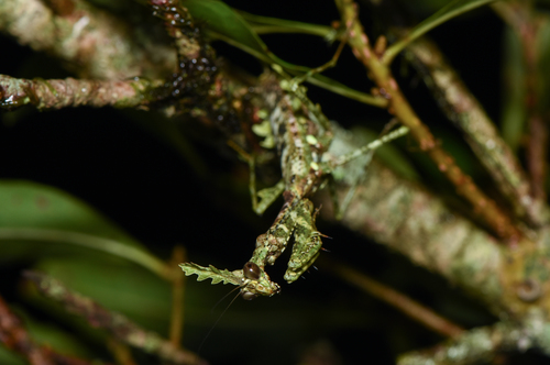 Phyllothelys cornutum · iNaturalist