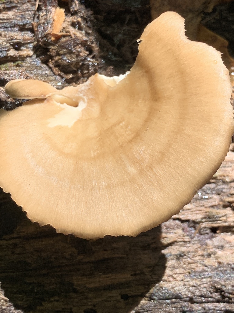 Bay Polypore from N Raccoon Hill Rd, Peru, IN, US on October 5, 2021 at ...
