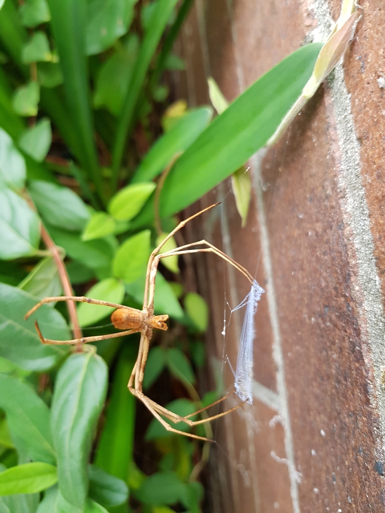 Rufous Net-casting Spider in April 2018 by grubbyfingers · iNaturalist