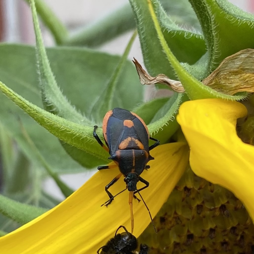 Florida Predatory Stink Bug from New Hampshire Ave NW, Washington, DC ...