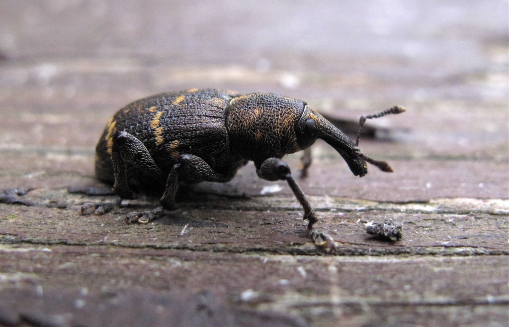Large Pine Weevil from Northiam, England, United Kingdom on May 16 ...