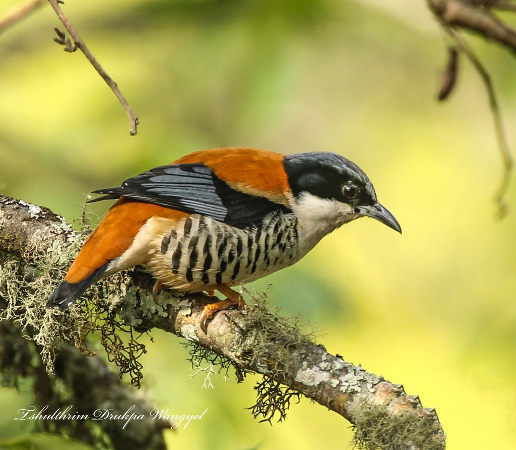 Himalayan Cutia (Cutia nipalensis) - Avian Discovery