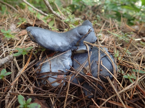 Albatrellus yasudae · iNaturalist