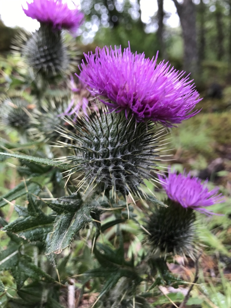 Bull Thistle from Cairngorms National Park, Pitlochry, Scotland, GB on ...