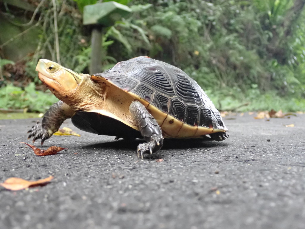 Chinese Box Turtle in August 2021 by Nian-Hong Jang-Liaw · iNaturalist