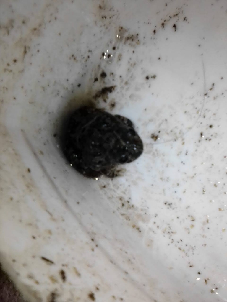 Frogs and Toads from 38255 Gto., México on October 5, 2021 at 02:09 PM ...