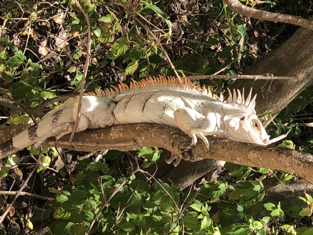 Grenadines Horned Iguana from Tobago Cays, , , GD on April 4, 2018 at ...