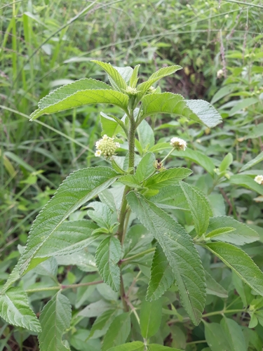 Lippia kituiensis · iNaturalist
