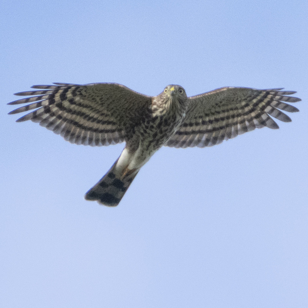 Sharp-shinned Hawk from Mashomack, Shelter Island, NY, USA on October 6 ...