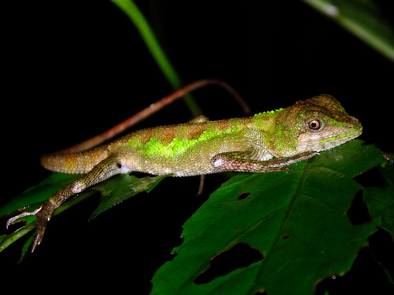 Diploderma polygonatum polygonatum in June 2017 by Carol Kwok. 沖繩攀蜥 ...