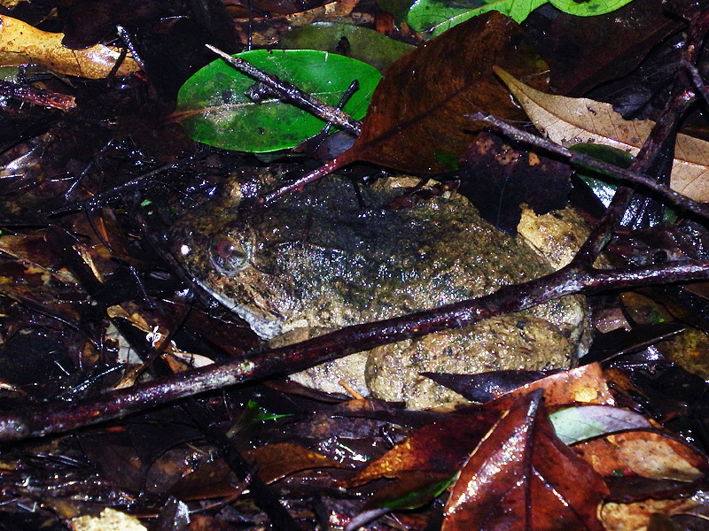 Namie's frog in June 2017 by Carol Kwok. ナミエガエル Limnonectes namiyei ...