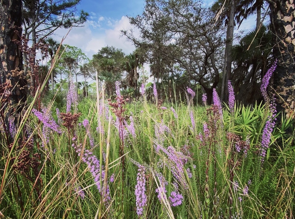 slender blazing-star from Mims, FL, US on October 6, 2021 at 10:26 AM ...